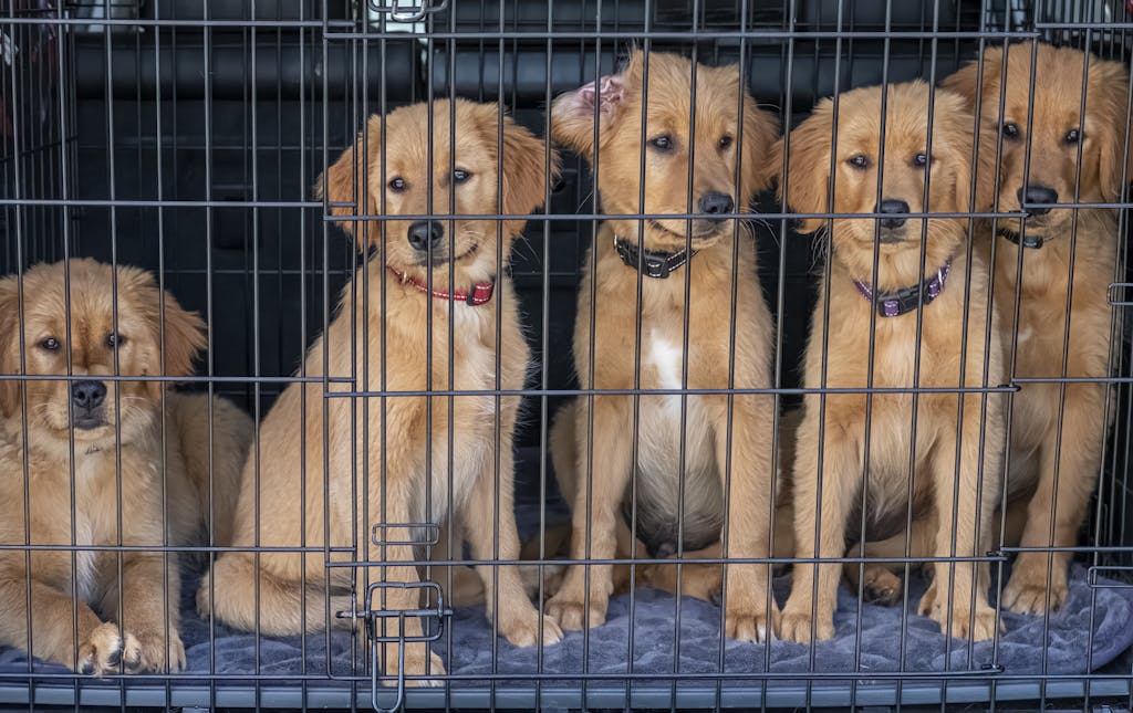 Puppy Whining in Crate: How to Stop It and Help Your Puppy Sleep ...